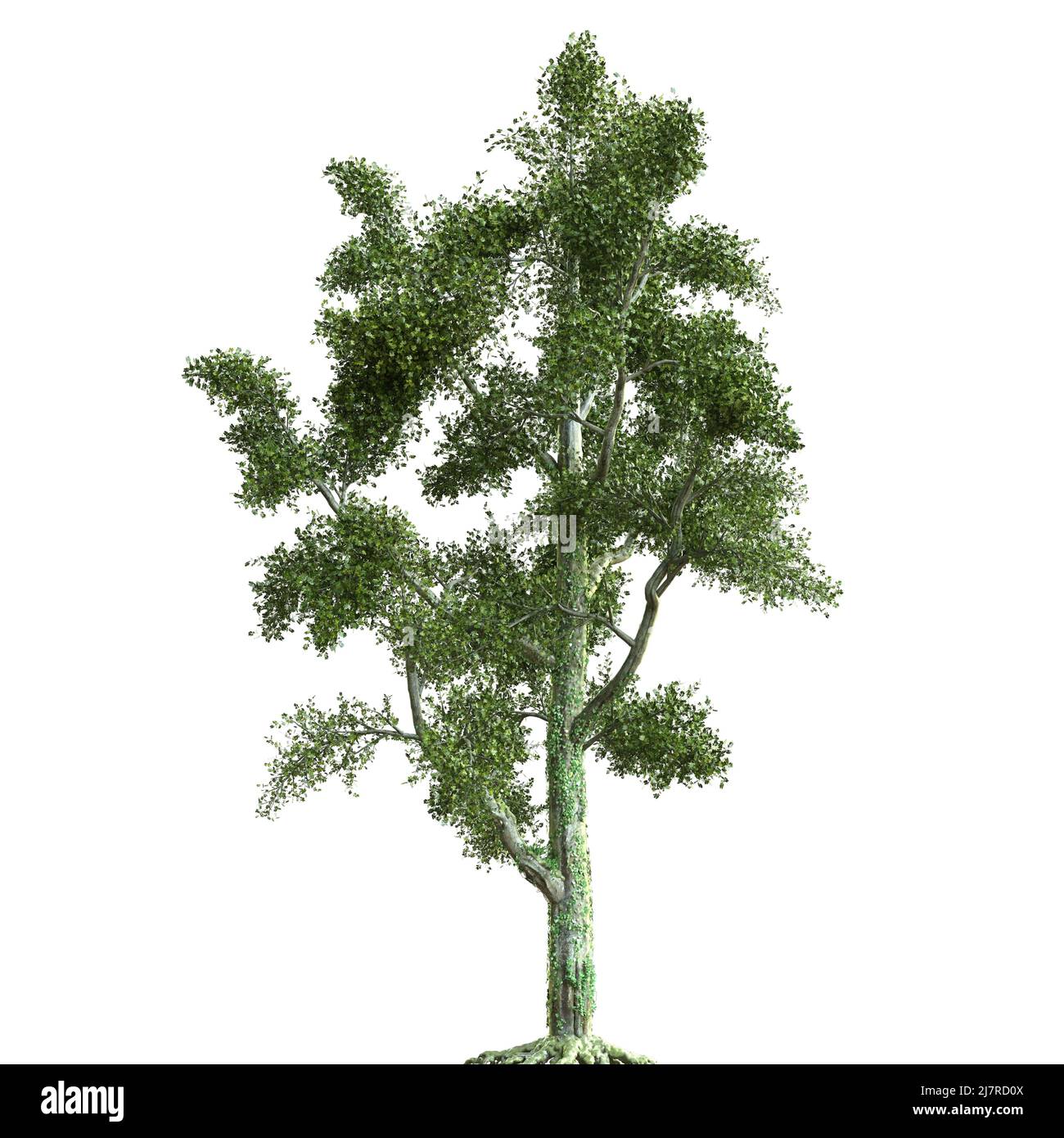 3D illustration summer tree isolated on white background Stock Photo ...