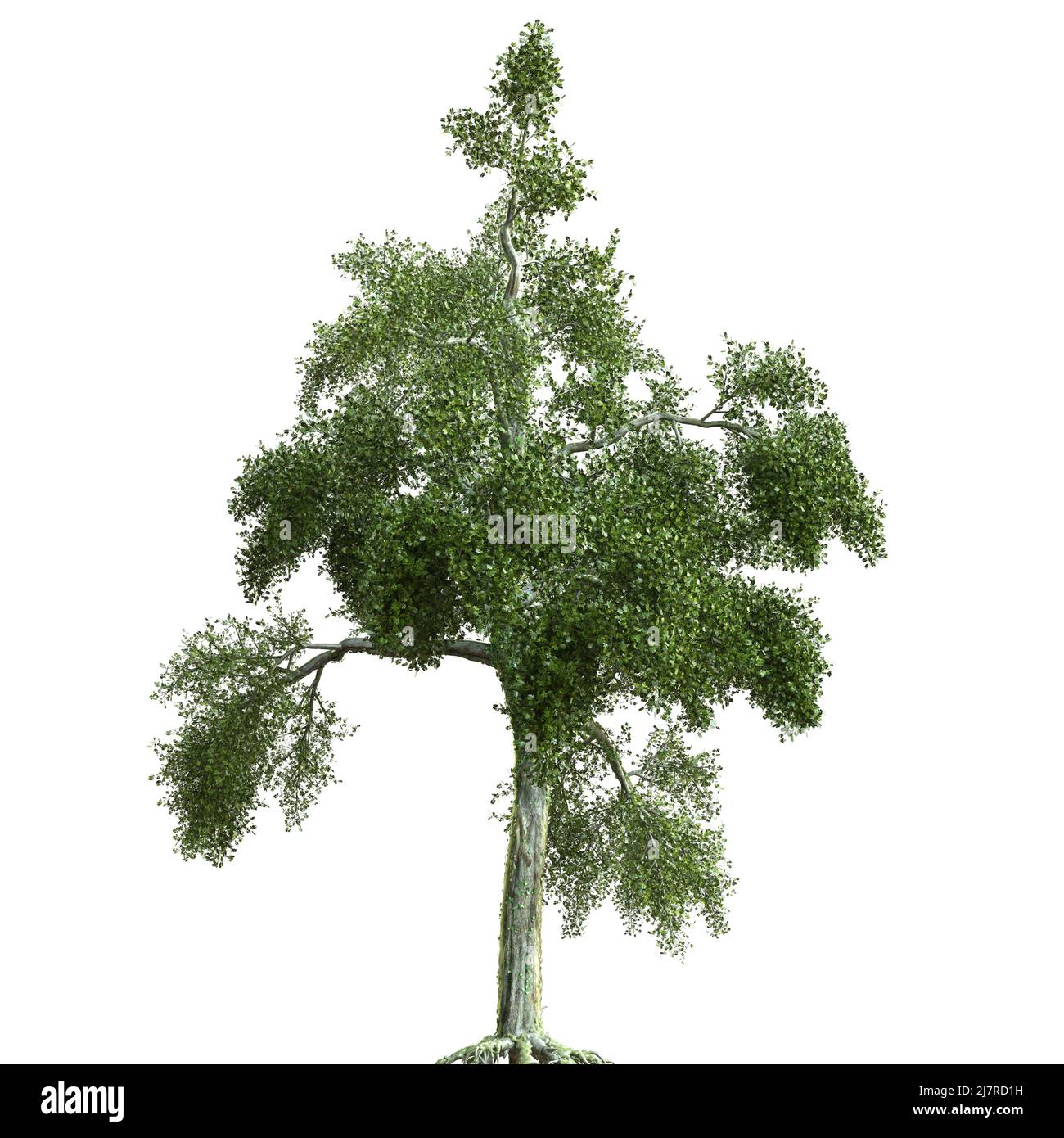 3D illustration summer tree isolated on white background Stock Photo ...