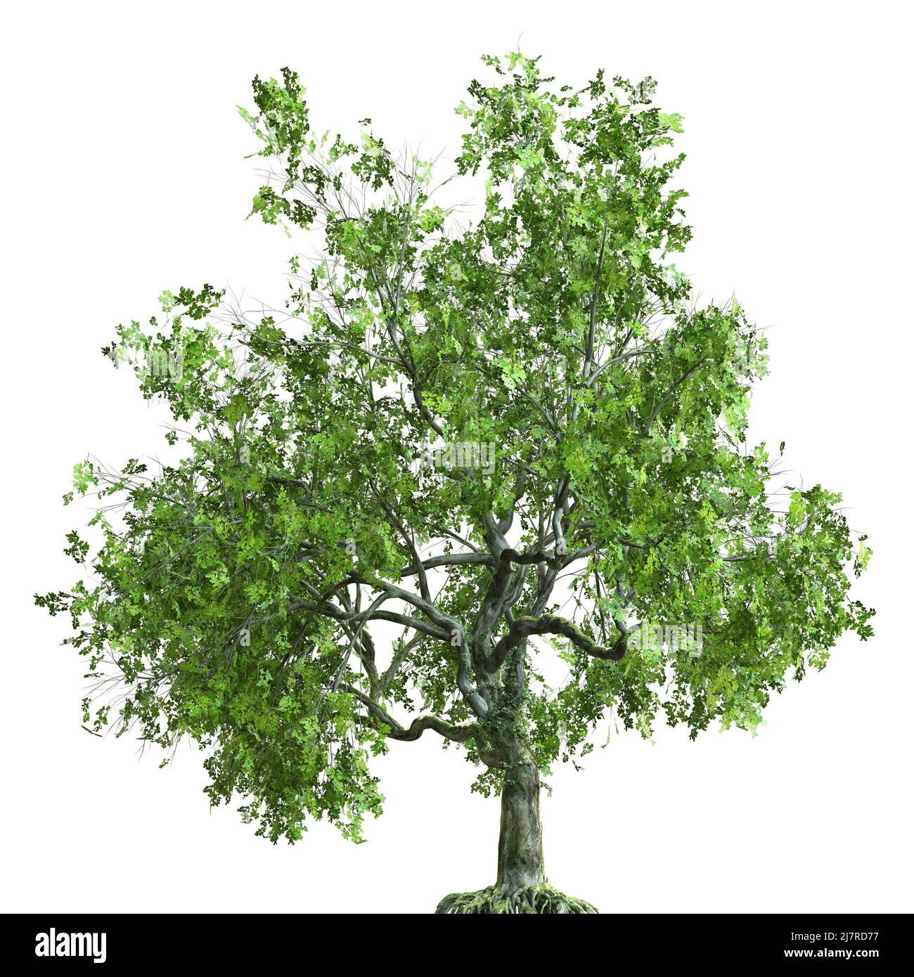 3D illustration summer tree isolated on white background Stock Photo ...