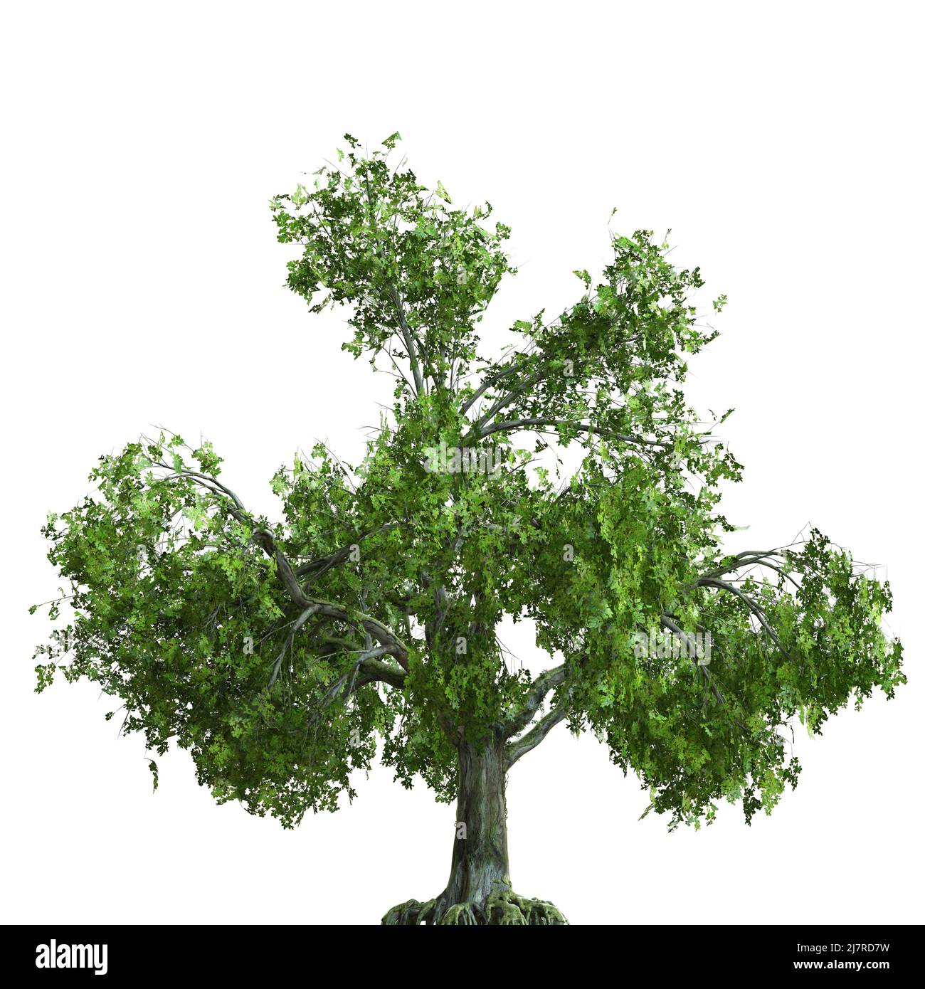 3D illustration summer tree isolated on white background Stock Photo ...