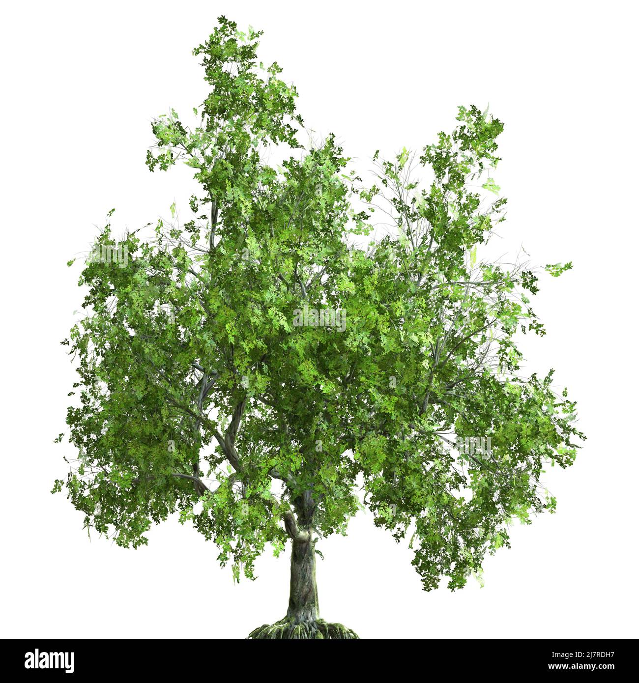 3D illustration summer tree isolated on white background Stock Photo ...