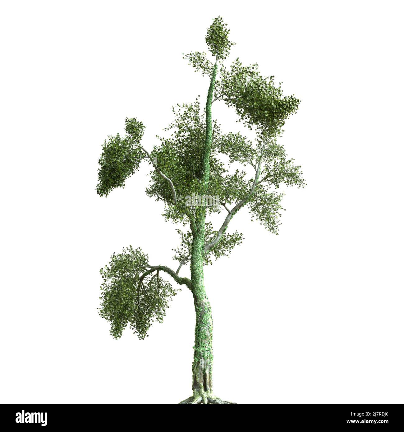 3D illustration summer tree isolated on white background Stock Photo ...