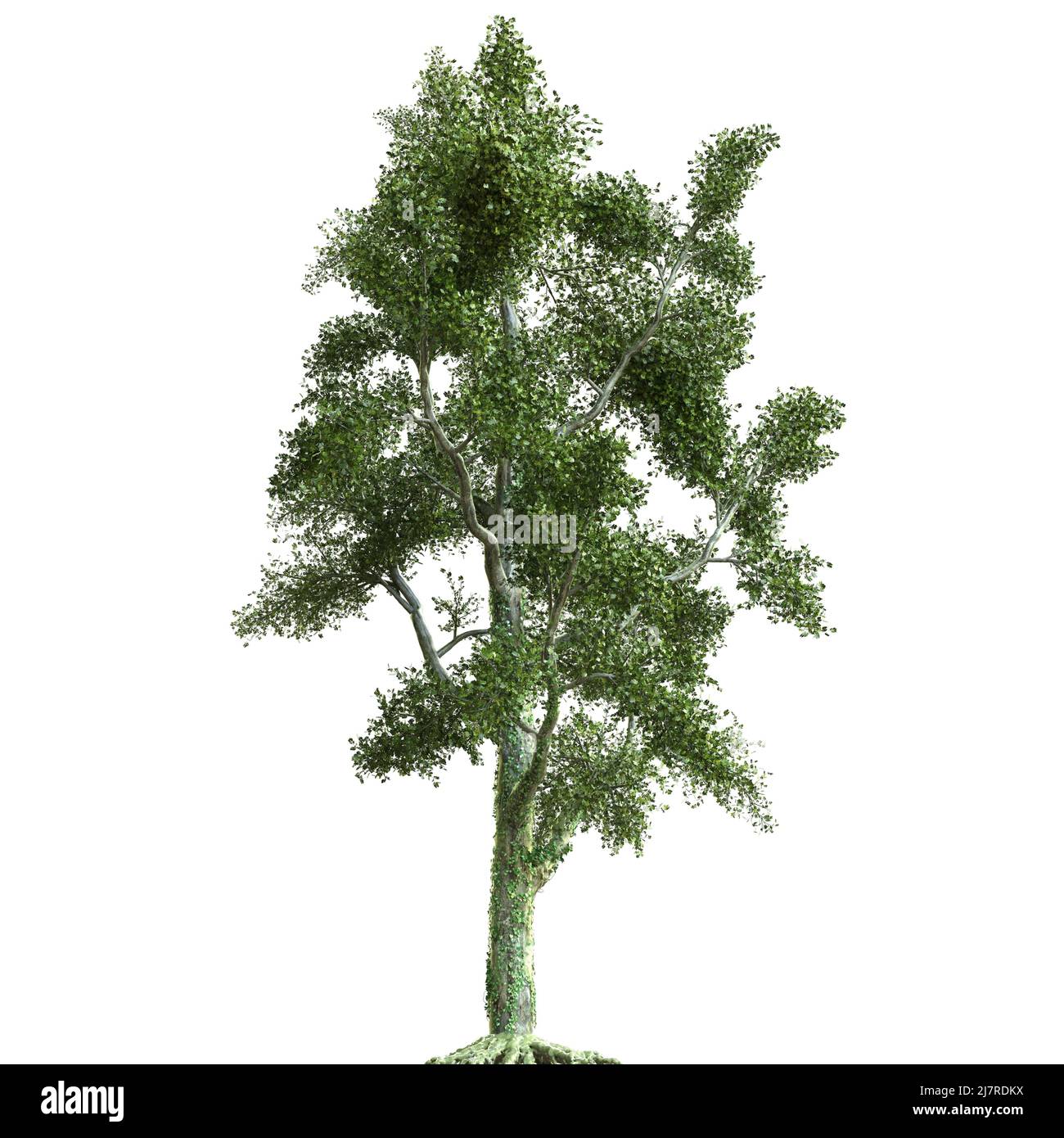 3D illustration summer tree isolated on white background Stock Photo ...