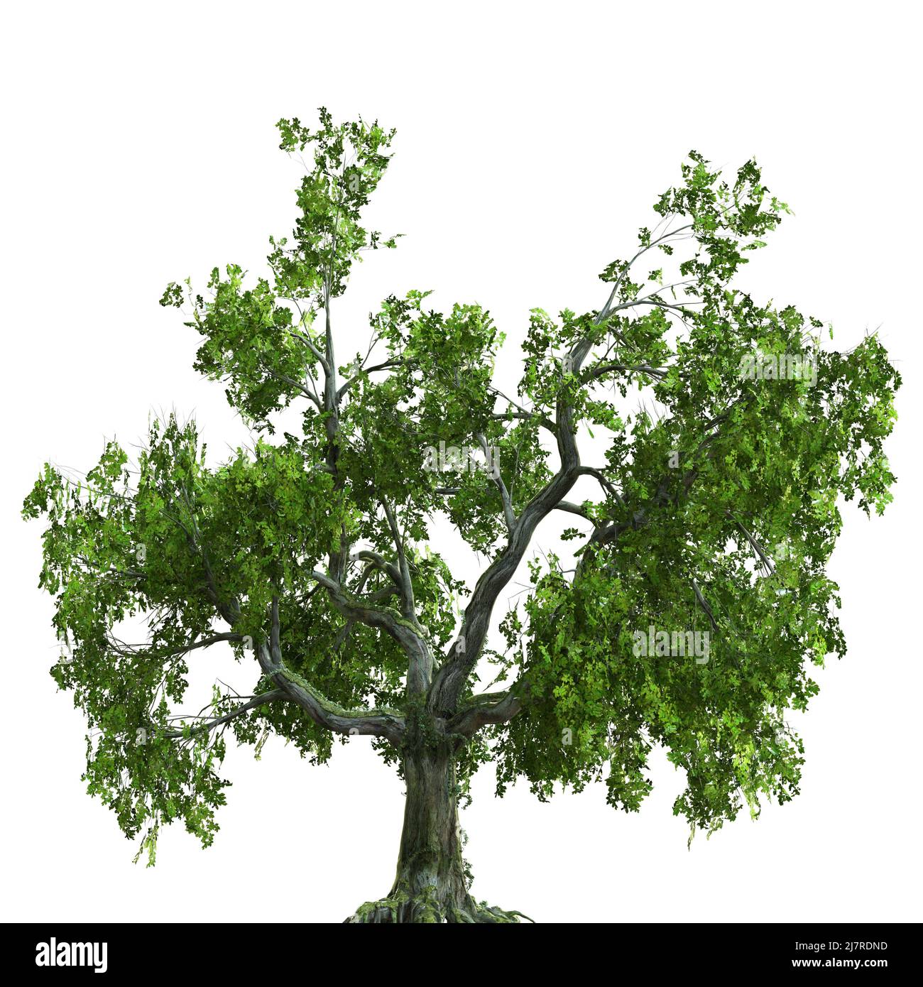 3D illustration summer tree isolated on white background Stock Photo ...
