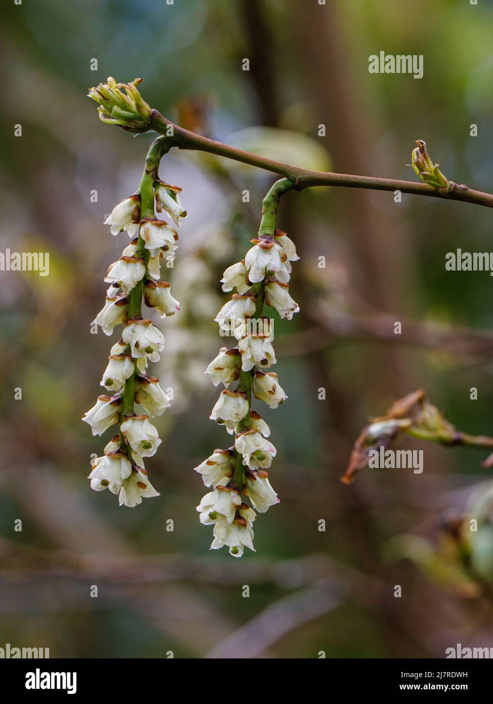 Stachyurus praecox flowers hi-res stock photography and images - Alamy