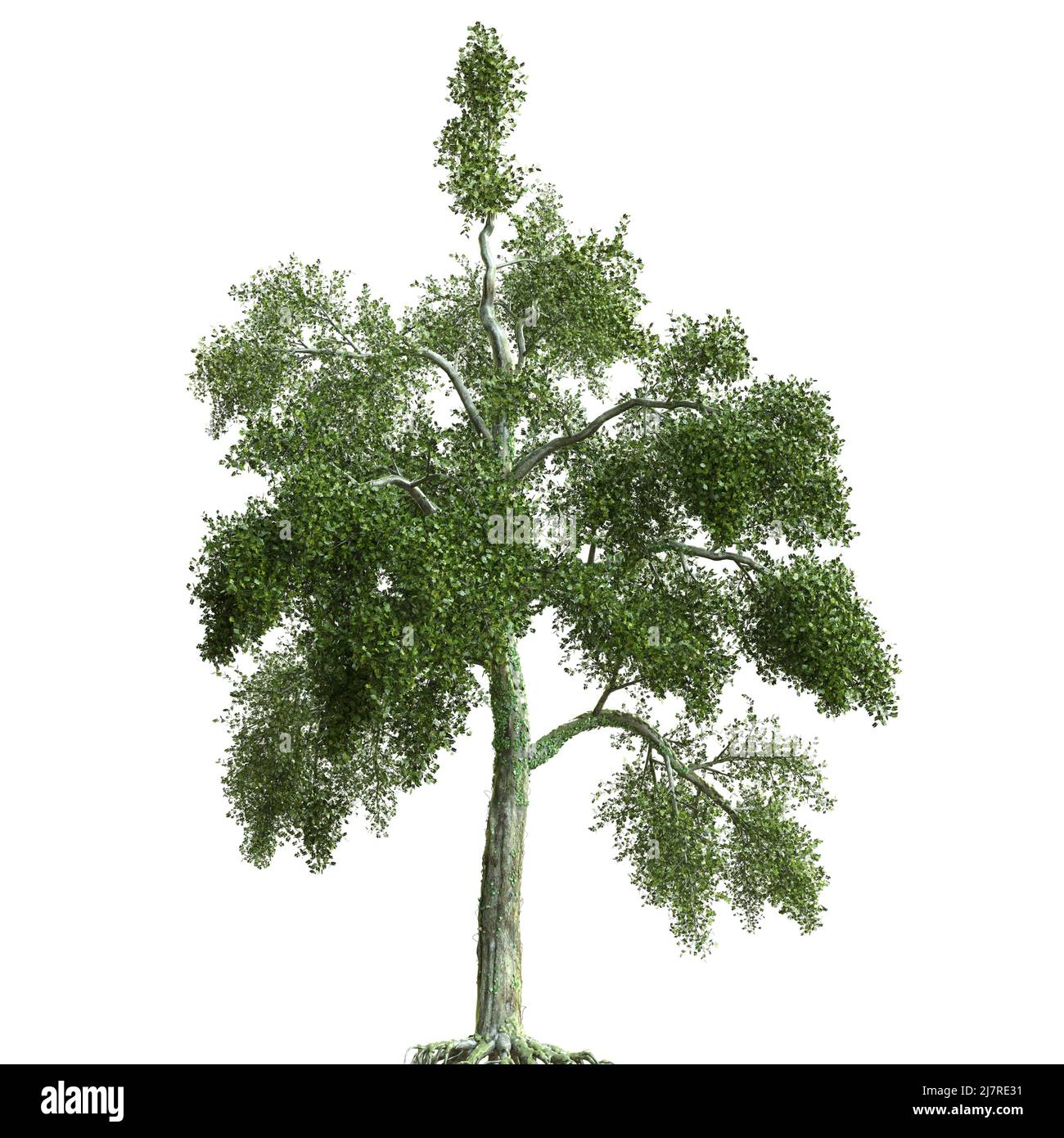 3D illustration summer tree isolated on white background Stock Photo ...