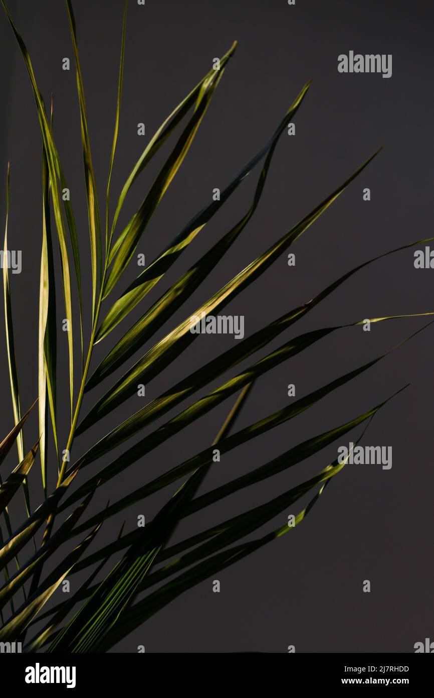 palm frond from a plants in pots indoor by the window with dark moody ...