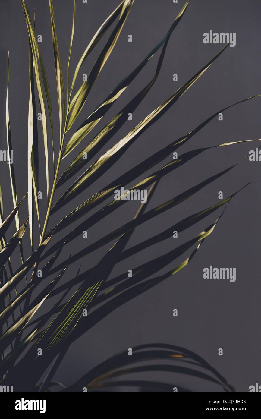palm frond from a plants in pots indoor by the window with dark moody ...
