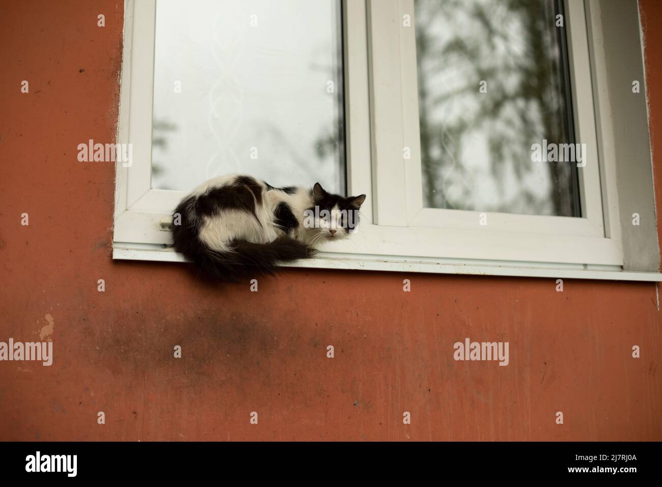 Cat bird window hi-res stock photography and images - Alamy