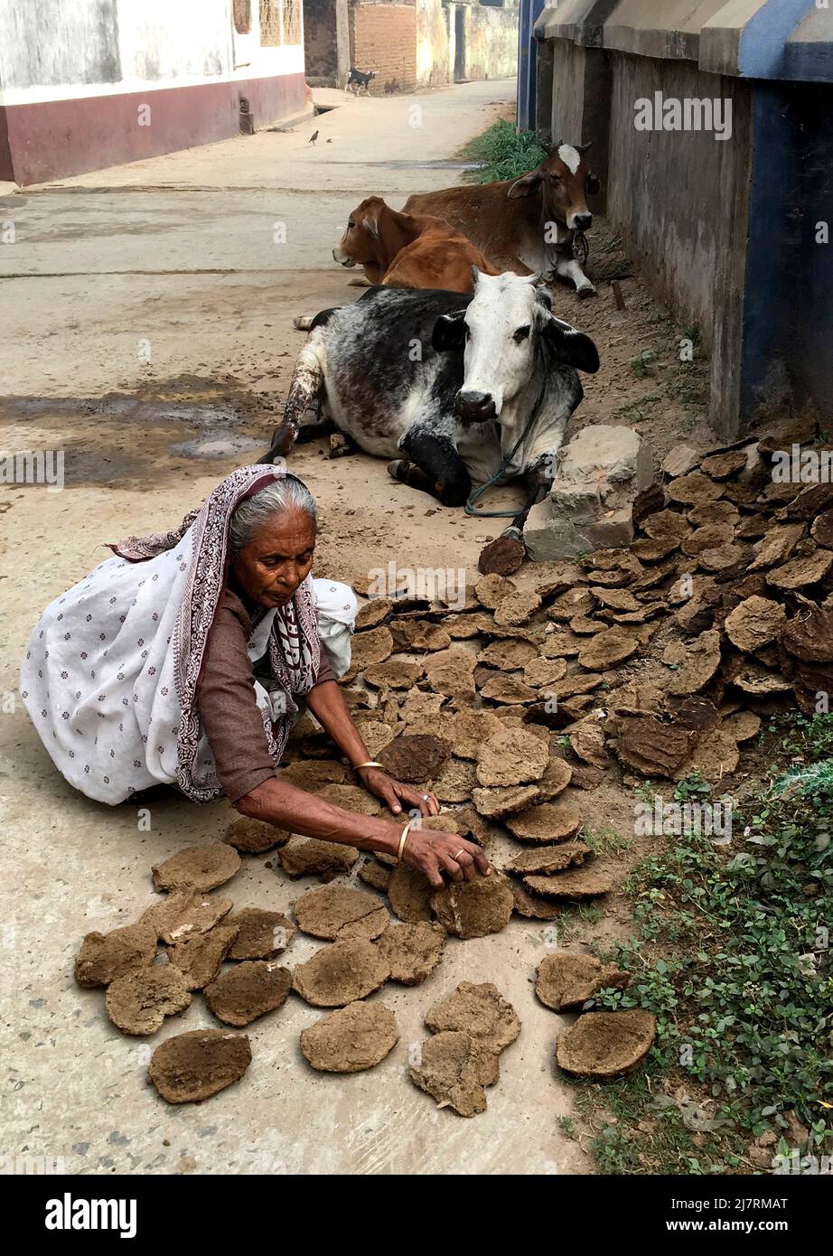 Cow pats hi-res stock photography and images - Alamy