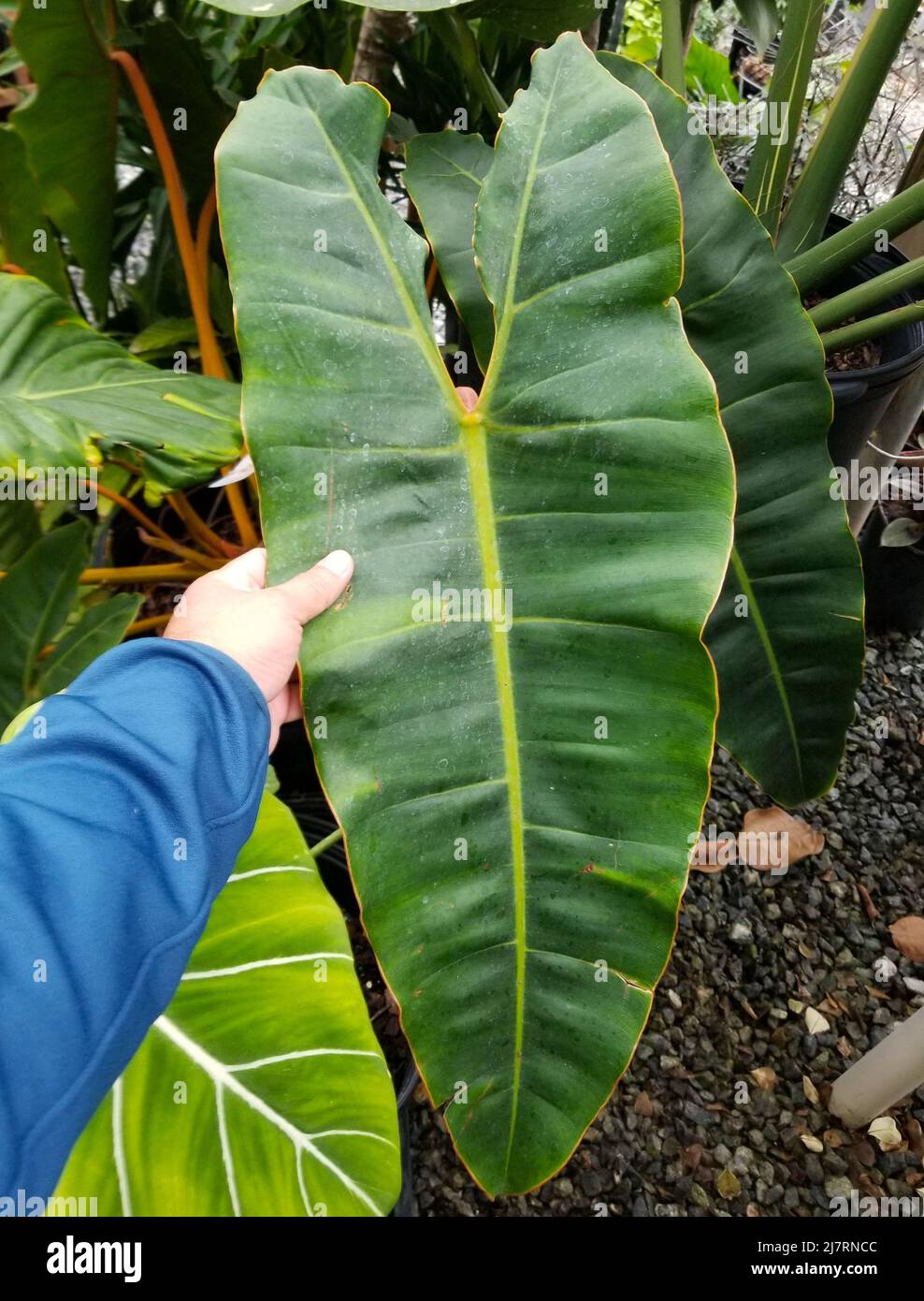 A large and rippled green leaf of Philodendron Billietiae, a rare ...