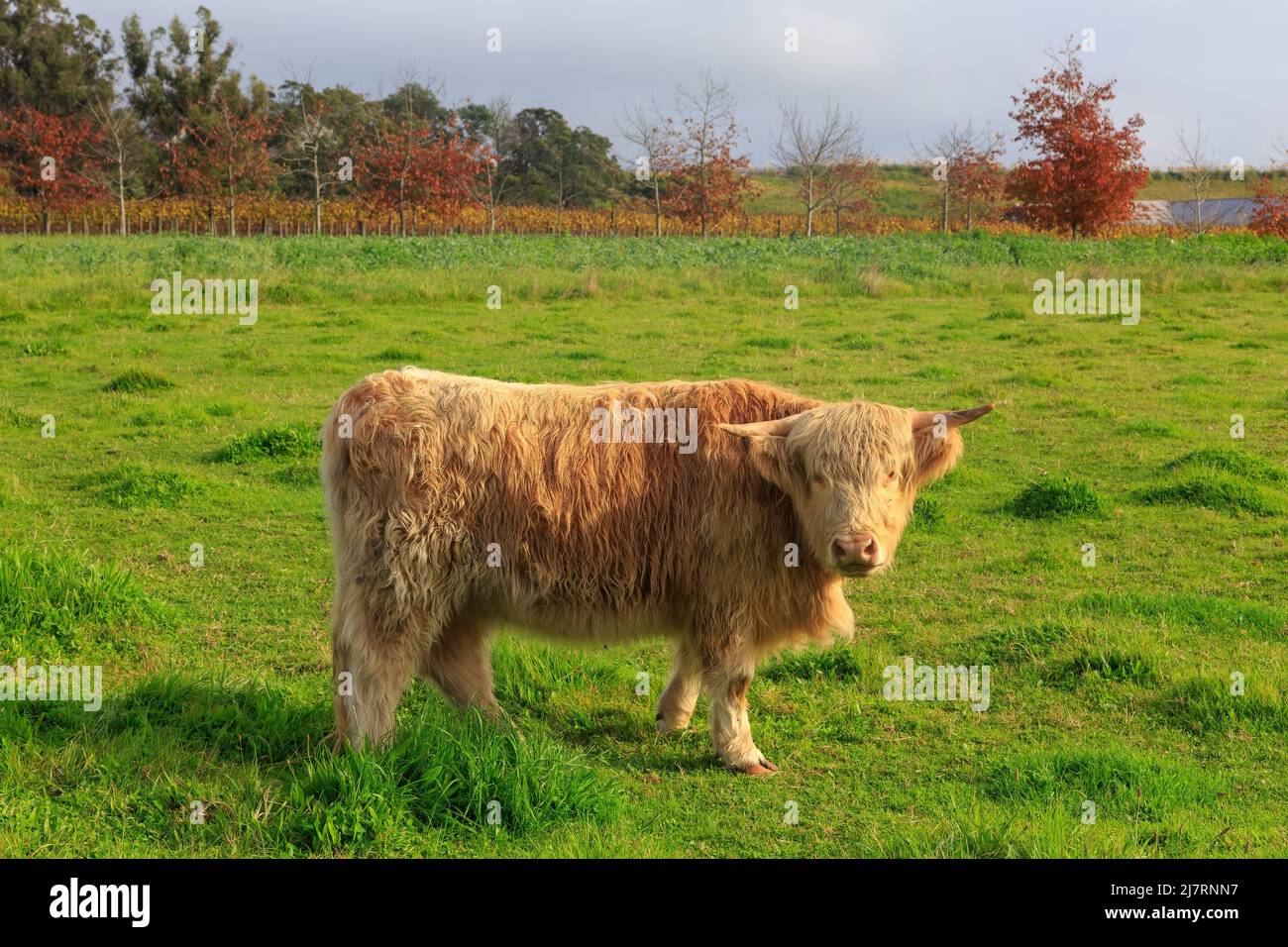 A Highland cow in a pasture. These animals, originally from Scotland ...