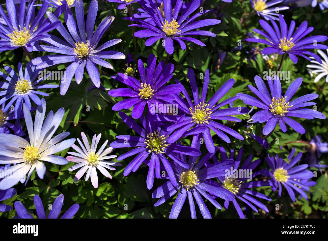Violet purple blue flowers of greek windflower hi-res stock photography ...