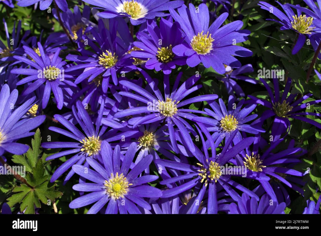 Violet purple blue flowers of greek windflower hi-res stock photography ...