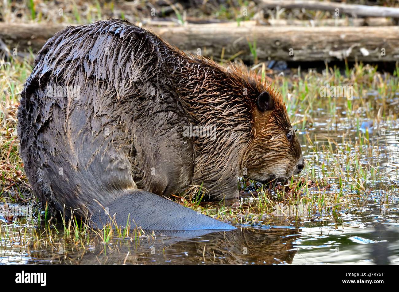 An adult beaver (Castor canadensis), feeding on green water plants in ...