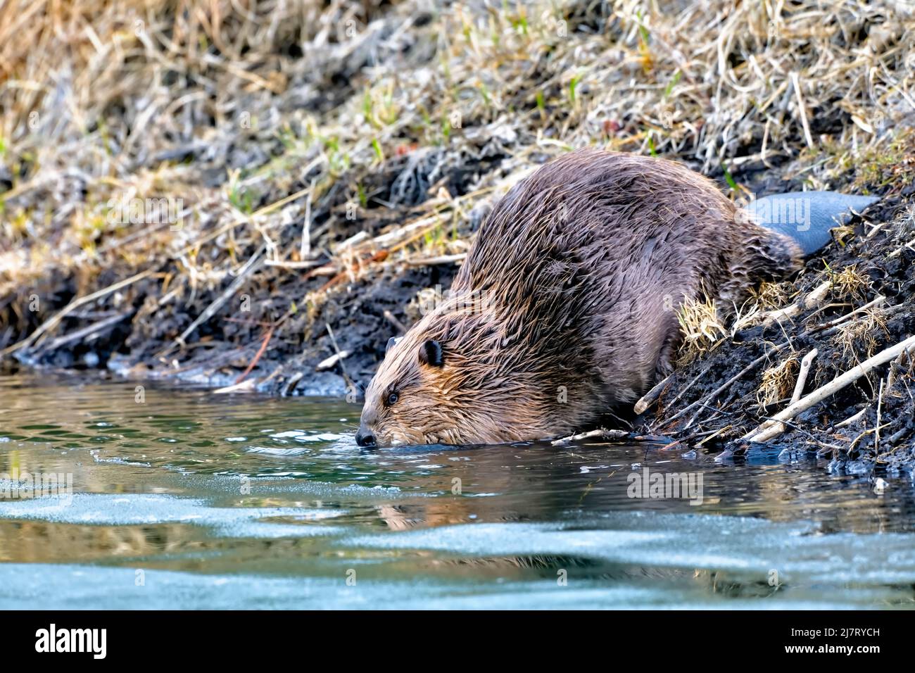 Beaver sliding into water hi-res stock photography and images - Alamy