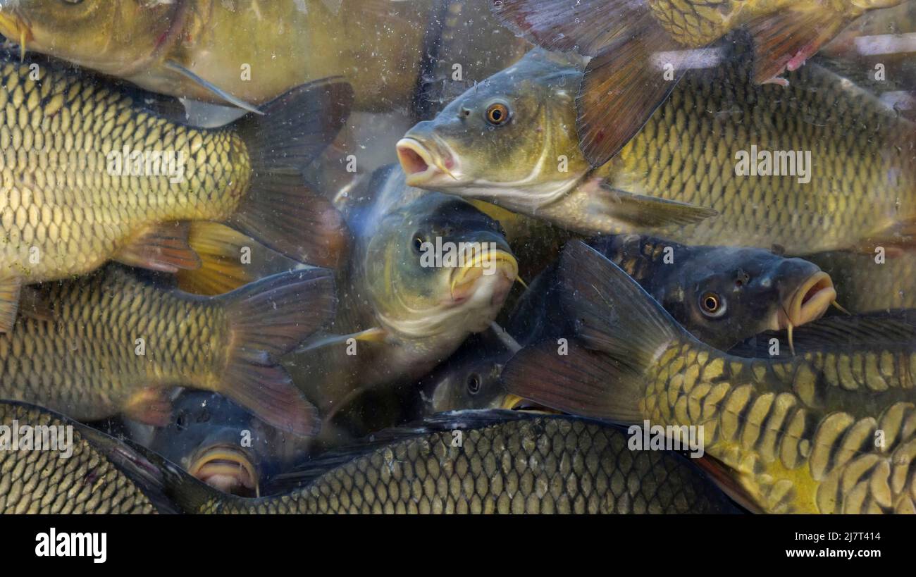 Aquarium live fish sale in hi-res stock photography and images - Alamy