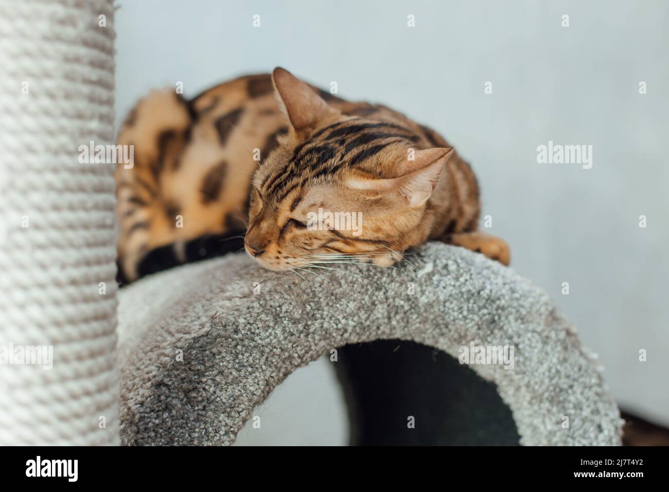 Young cute bengal cat laying on a soft cat's shelf of a cat's house ...