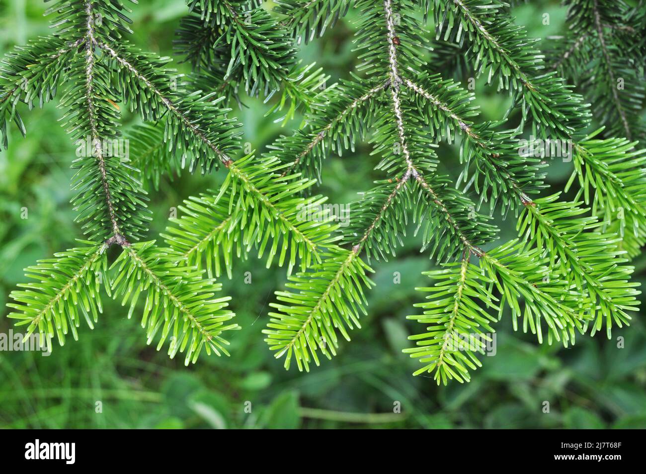 Needle leaf pine tree in its natural environment, pine tree in nature ...