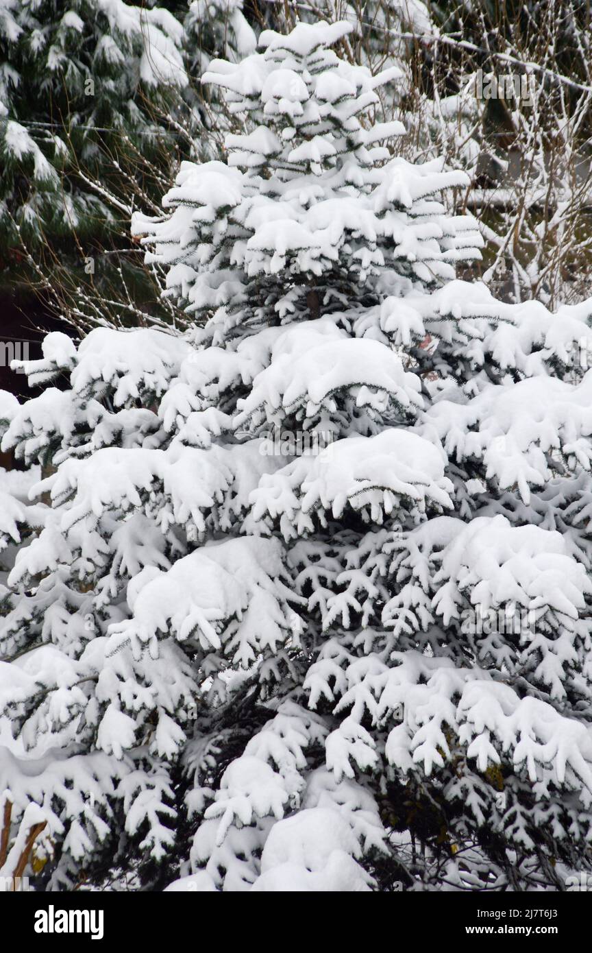 Needle leaf pine tree in its natural environment, There is snow on the ...