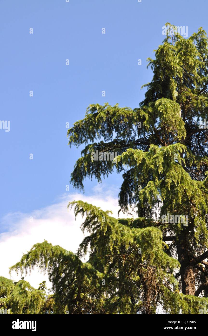 Needle leaf pine tree in its natural environment, pine tree in nature ...