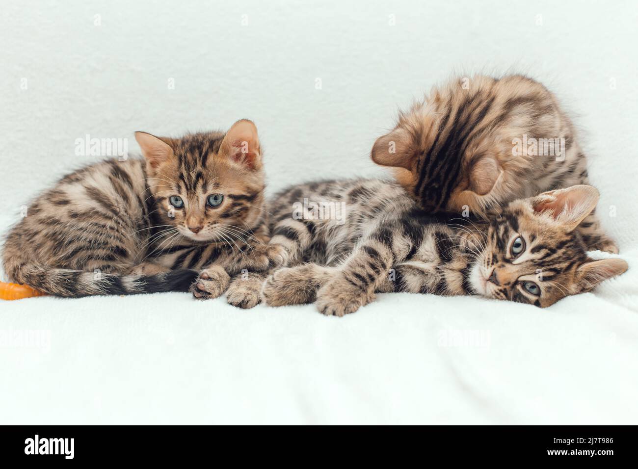 Three cute one month old kittens on a furry white blanket Stock Photo ...