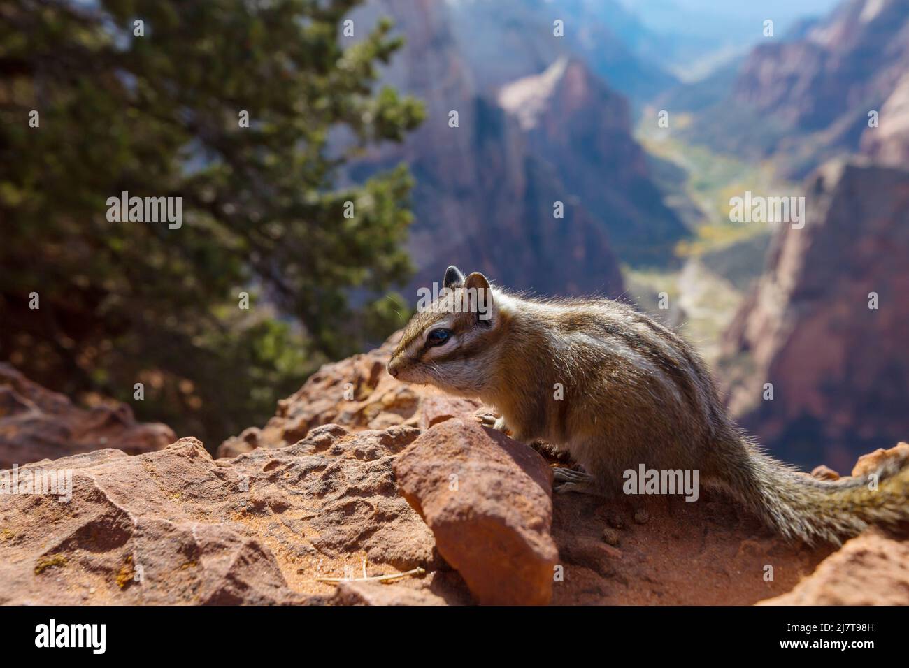 American chipmunk in summer forest Stock Photo - Alamy