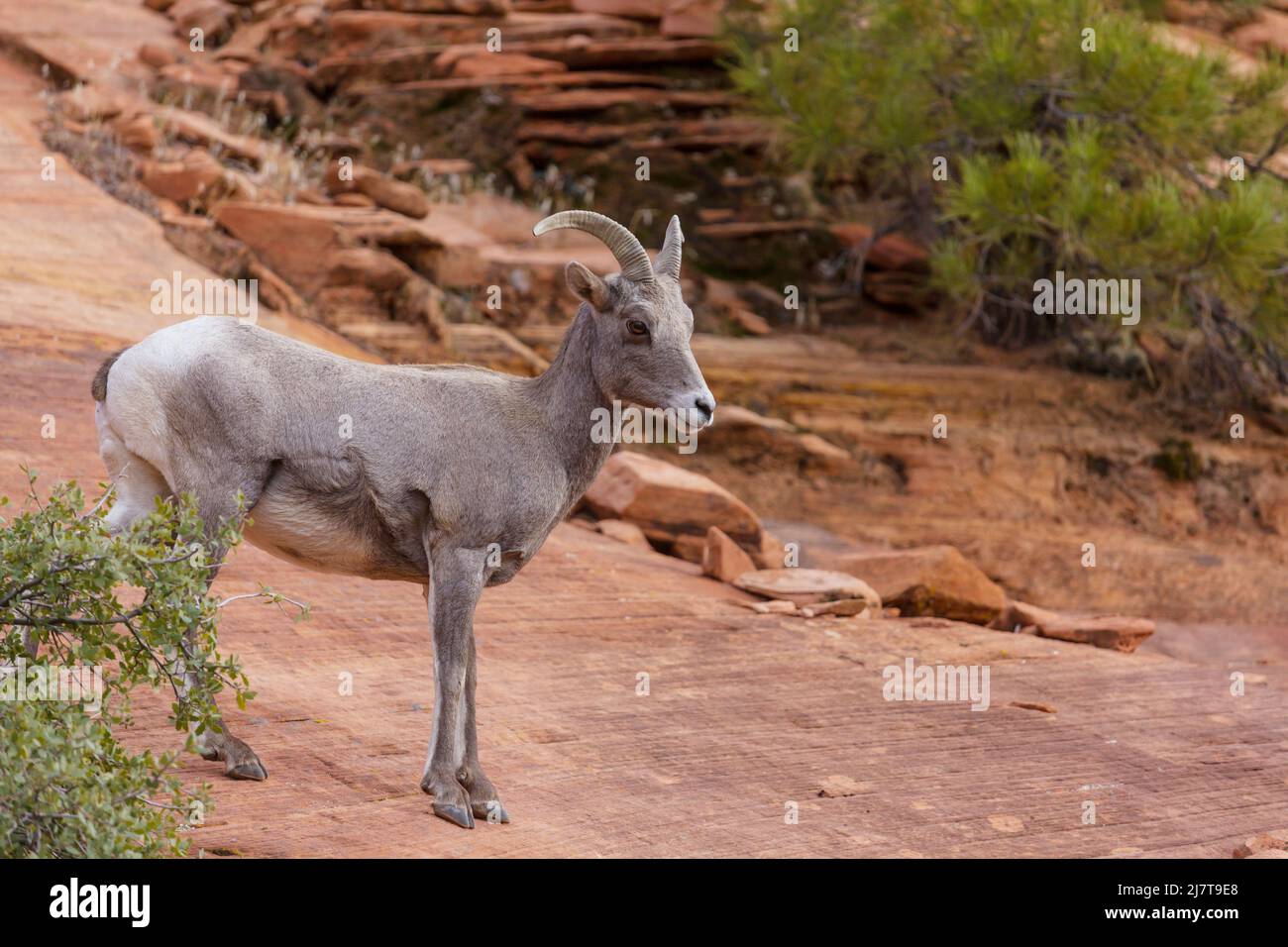 Wild Mountain Goat in Cascade mountains Stock Photo - Alamy