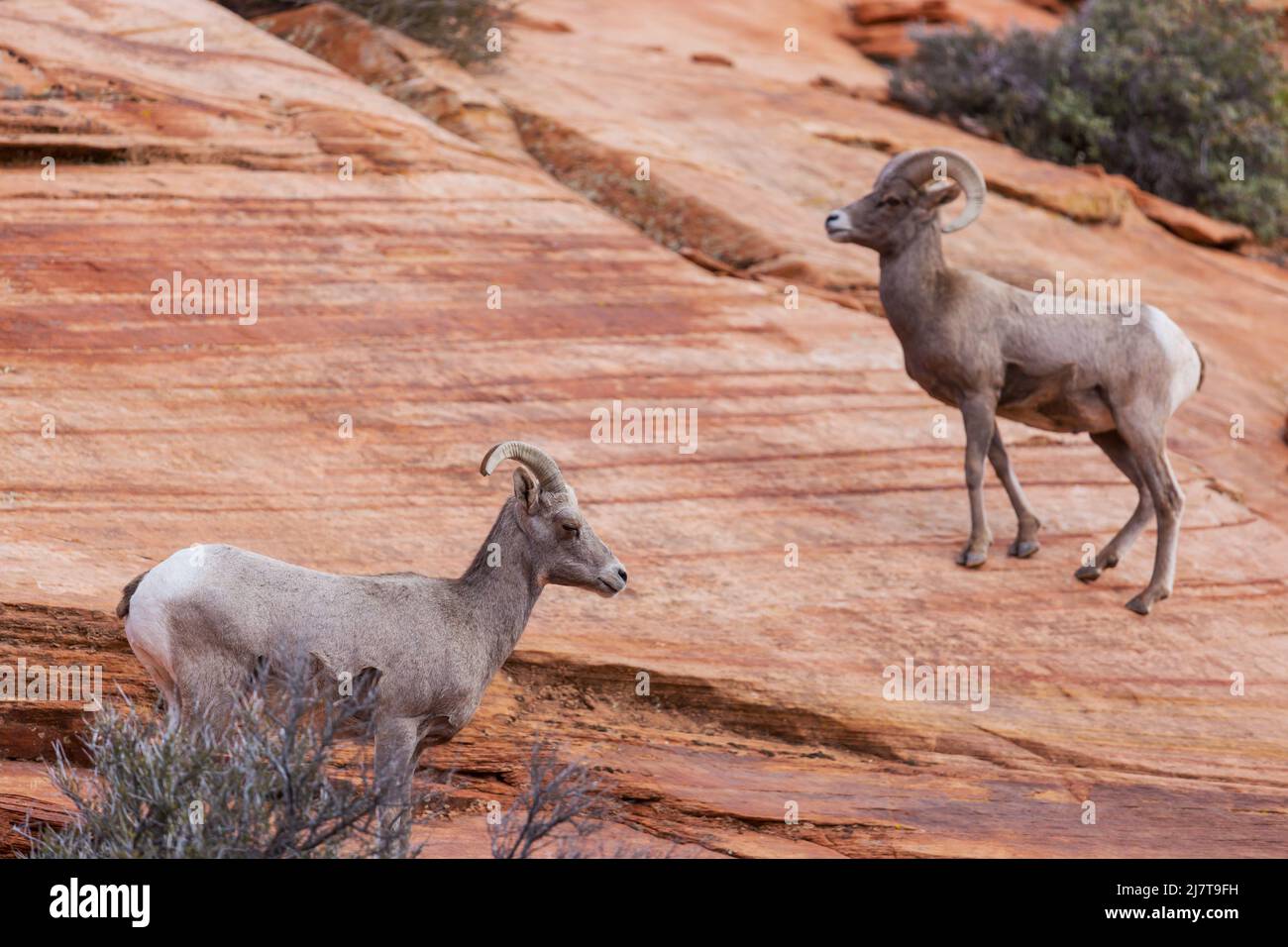 Wild Mountain Goat in Cascade mountains Stock Photo - Alamy