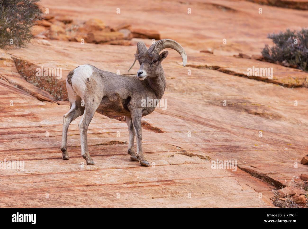 Wild Mountain Goat in Cascade mountains Stock Photo - Alamy