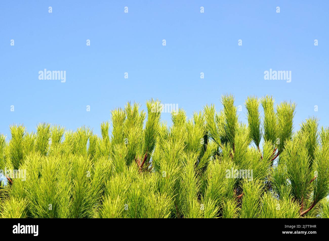 Needle leaf pine tree in its natural environment, pine tree in nature ...