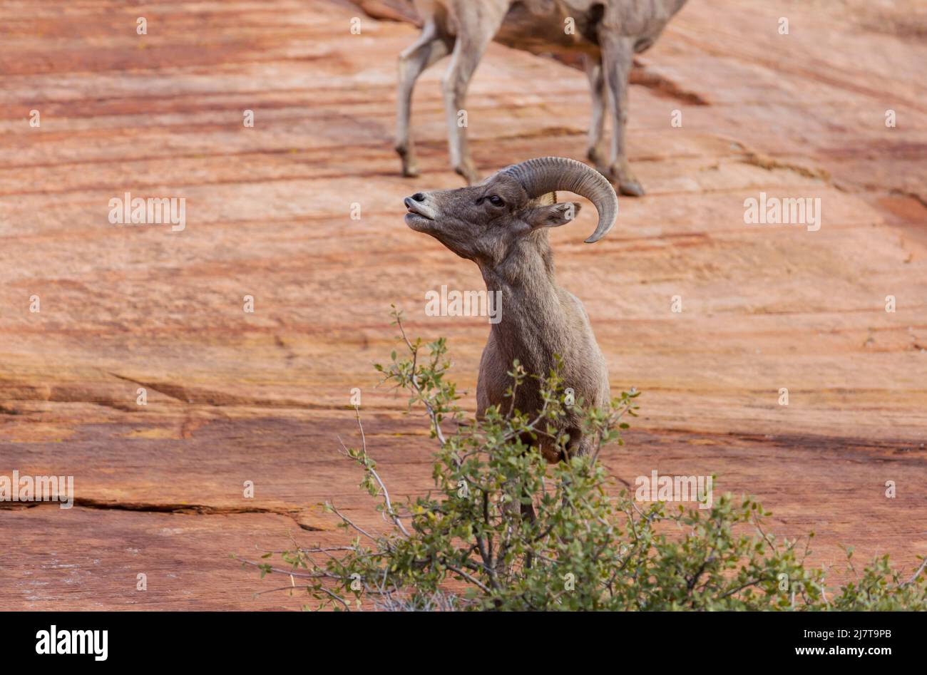 Wild Mountain Goat in Cascade mountains Stock Photo - Alamy