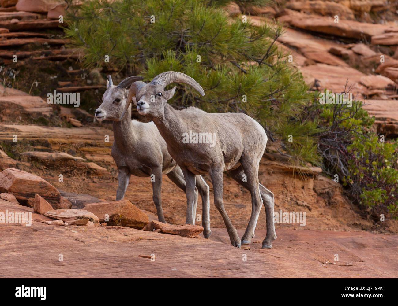 Wild Mountain Goat in Cascade mountains Stock Photo - Alamy