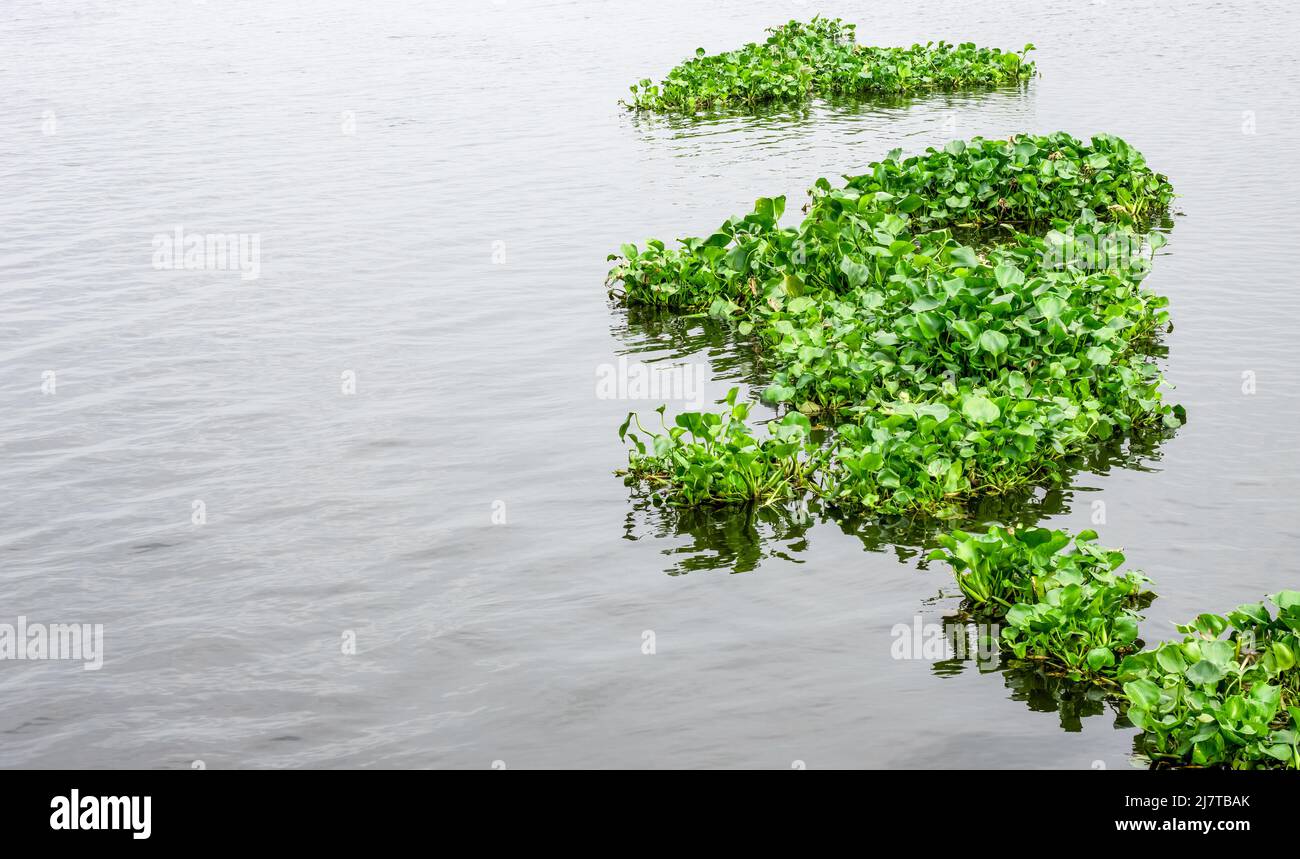 Floating green water plant or water hyacinth on the river with copy ...