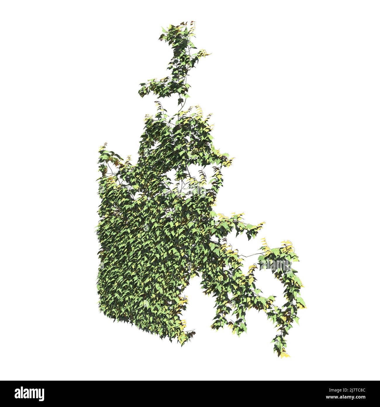 3D illustration climbing plants creepers isolated on white background ...