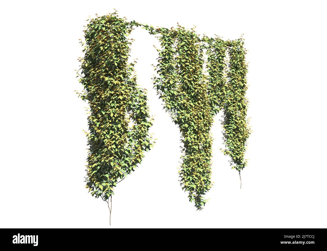 3D illustration climbing plants creepers isolated on white background ...