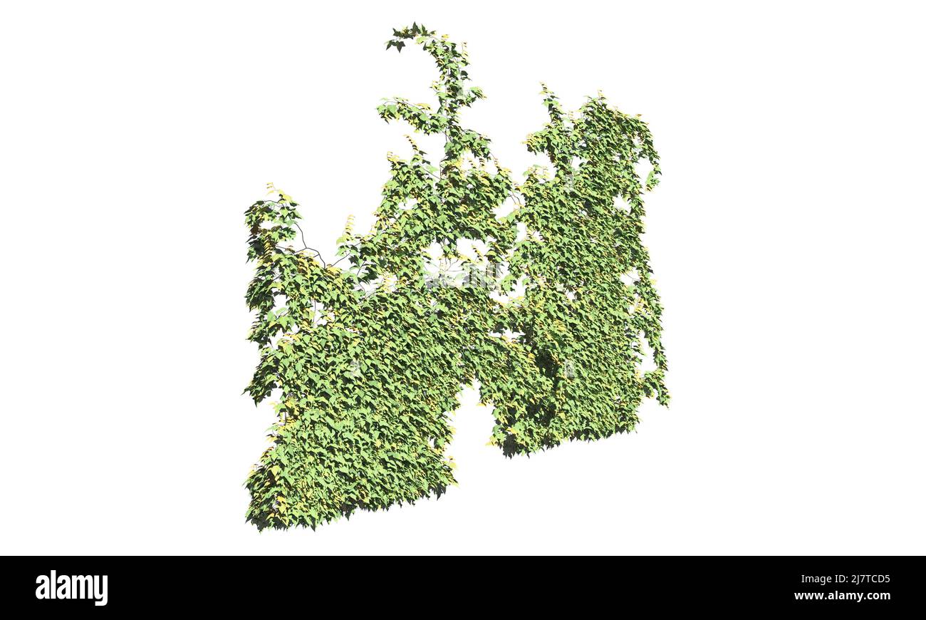 3D illustration climbing plants creepers isolated on white background ...