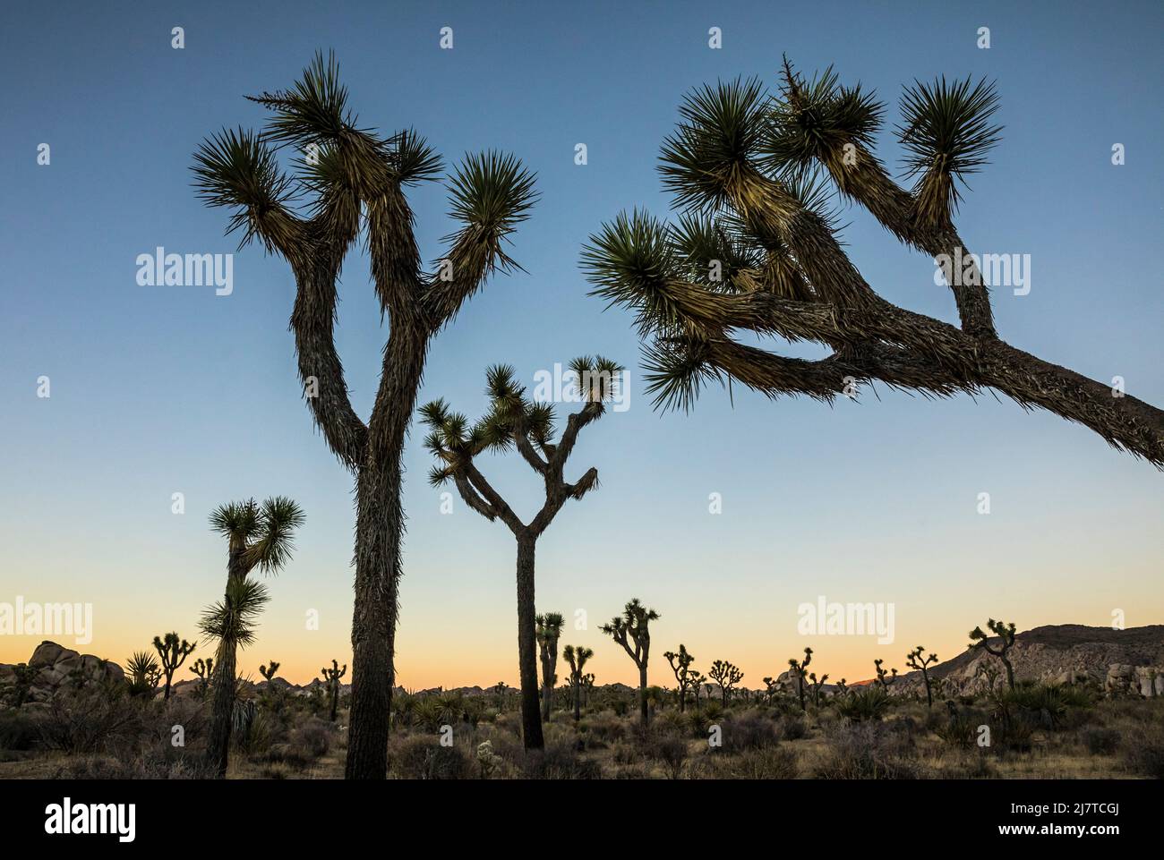 Joshua Trees and the blue sky at dusk in Joshua Tree National Park ...