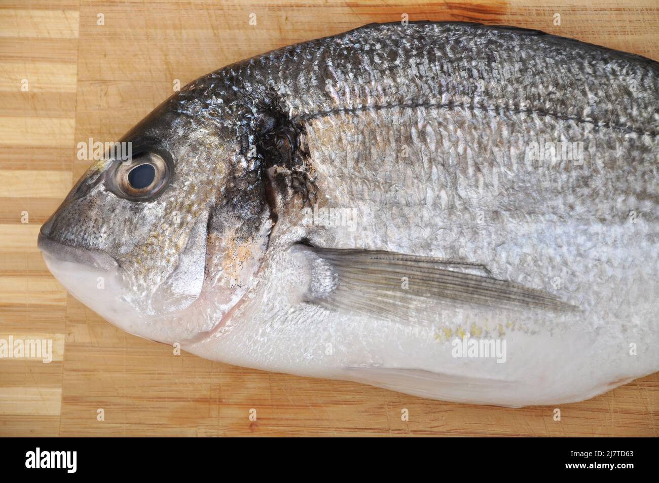 Cupra fish hi-res stock photography and images - Alamy