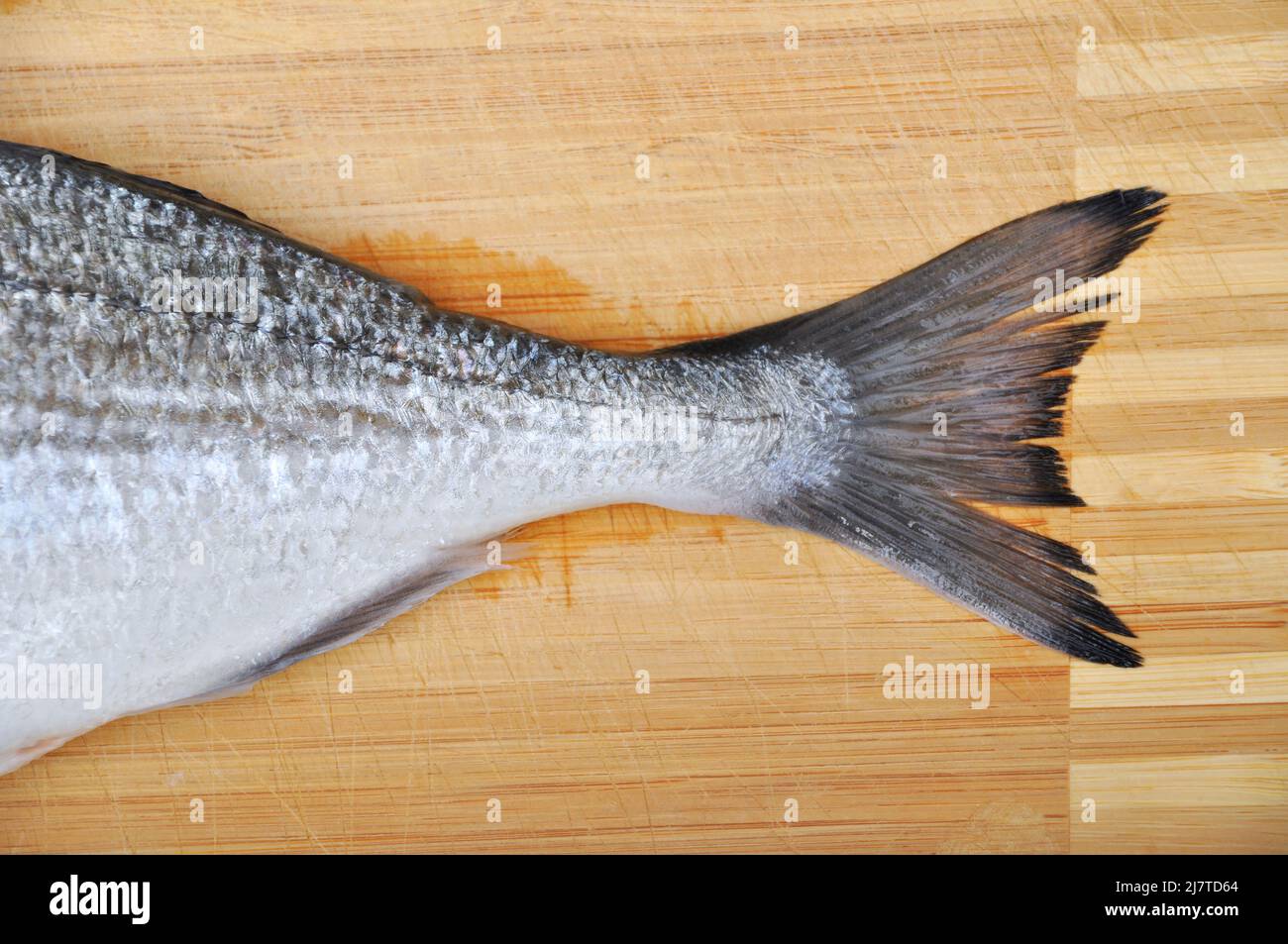 Cupra fish hi-res stock photography and images - Alamy