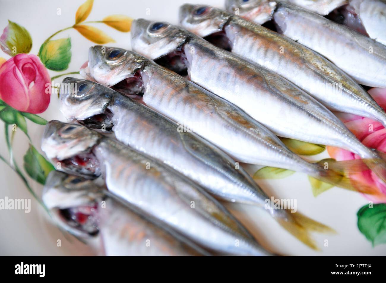 Cleaned and ready to cook fresh fish horse mackerel, istavrit fish, in ...