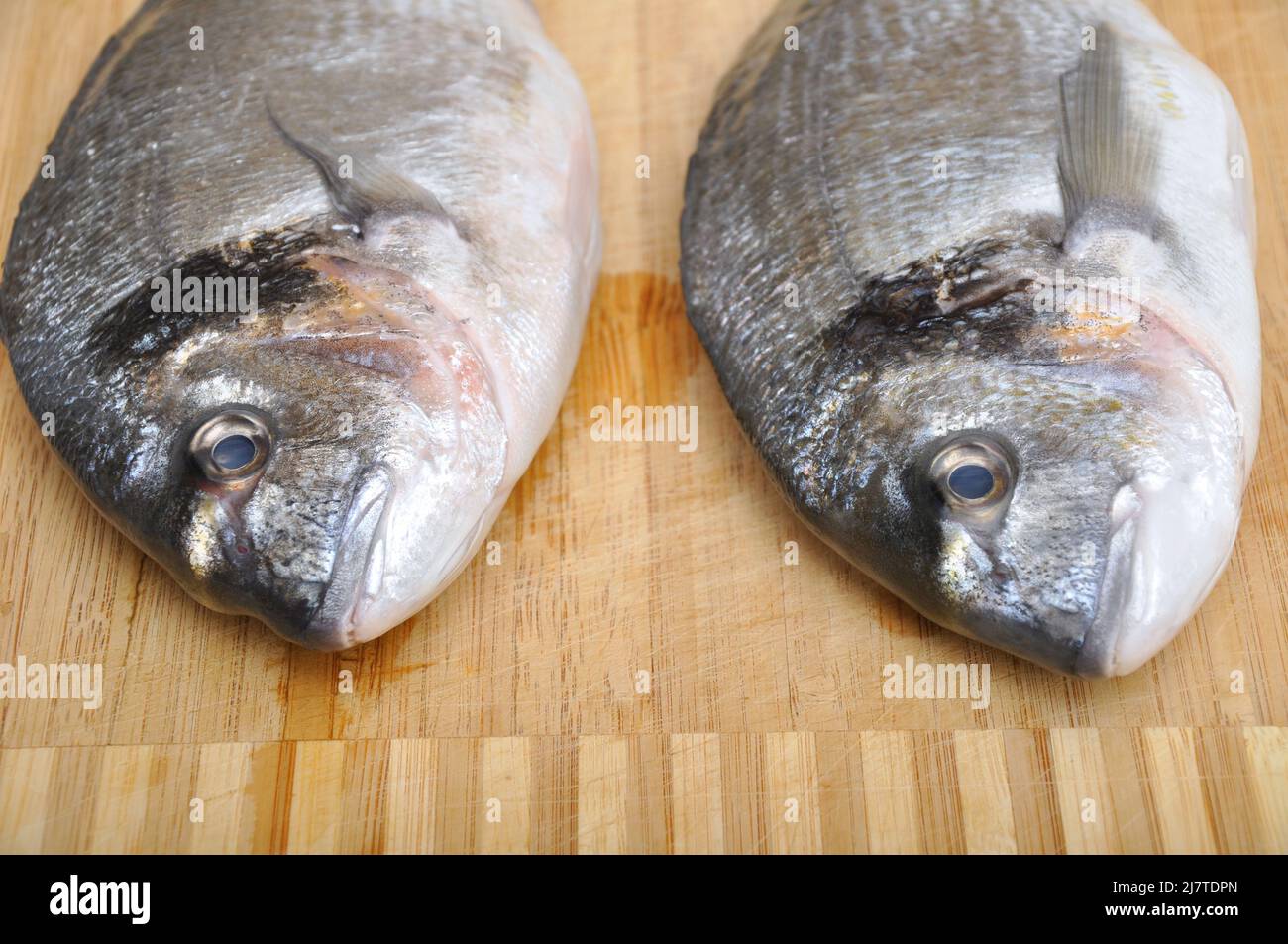 Cupra fish hi-res stock photography and images - Alamy