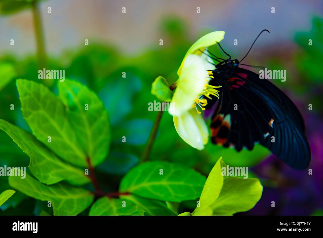Daytime butterflies hi-res stock photography and images - Alamy