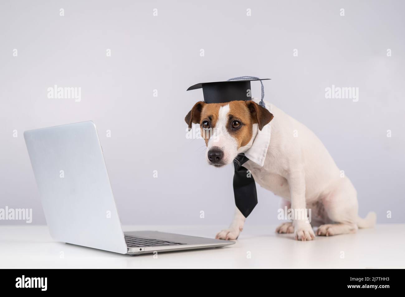 Jack Russell Terrier dog dressed in a tie and an academic cap works at ...