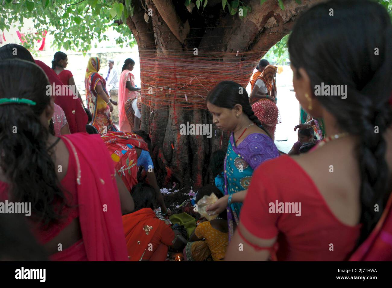Women pilgrims walking around a sacred tree during a ritual in Rajgir ...