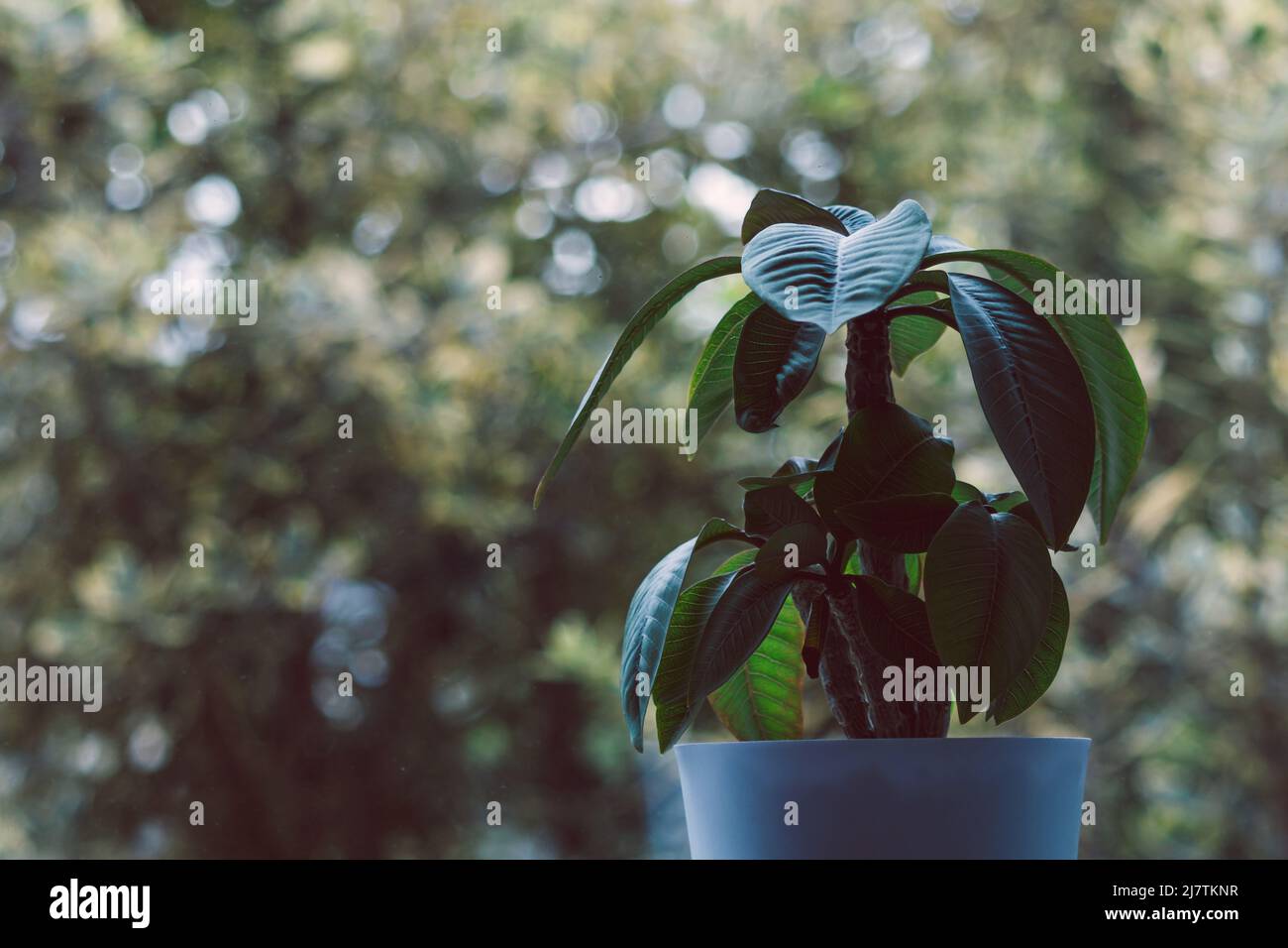 frangipani plant in pot indoor by the window with backyard tree bokeh ...