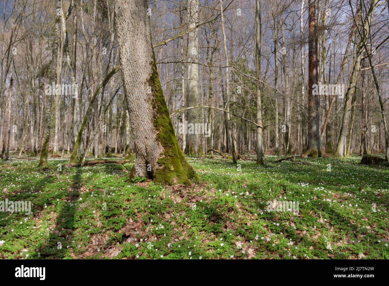 Deciduous tree stand with hornbeams and oaks with broken tree in ...