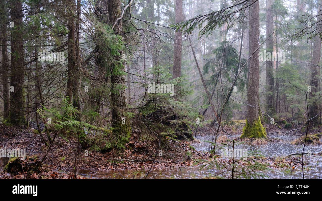 Springtime alder-bog forest in heavy rainfall, Bialowieza Forest ...