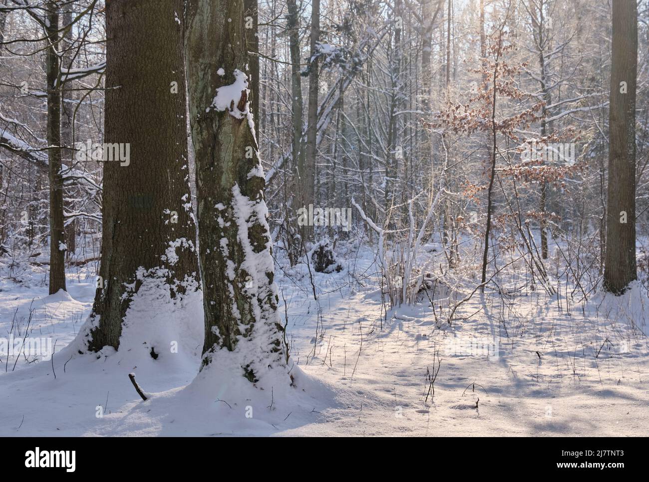 Snowfall after deciduous stand in morning with snow wrapped trees ...