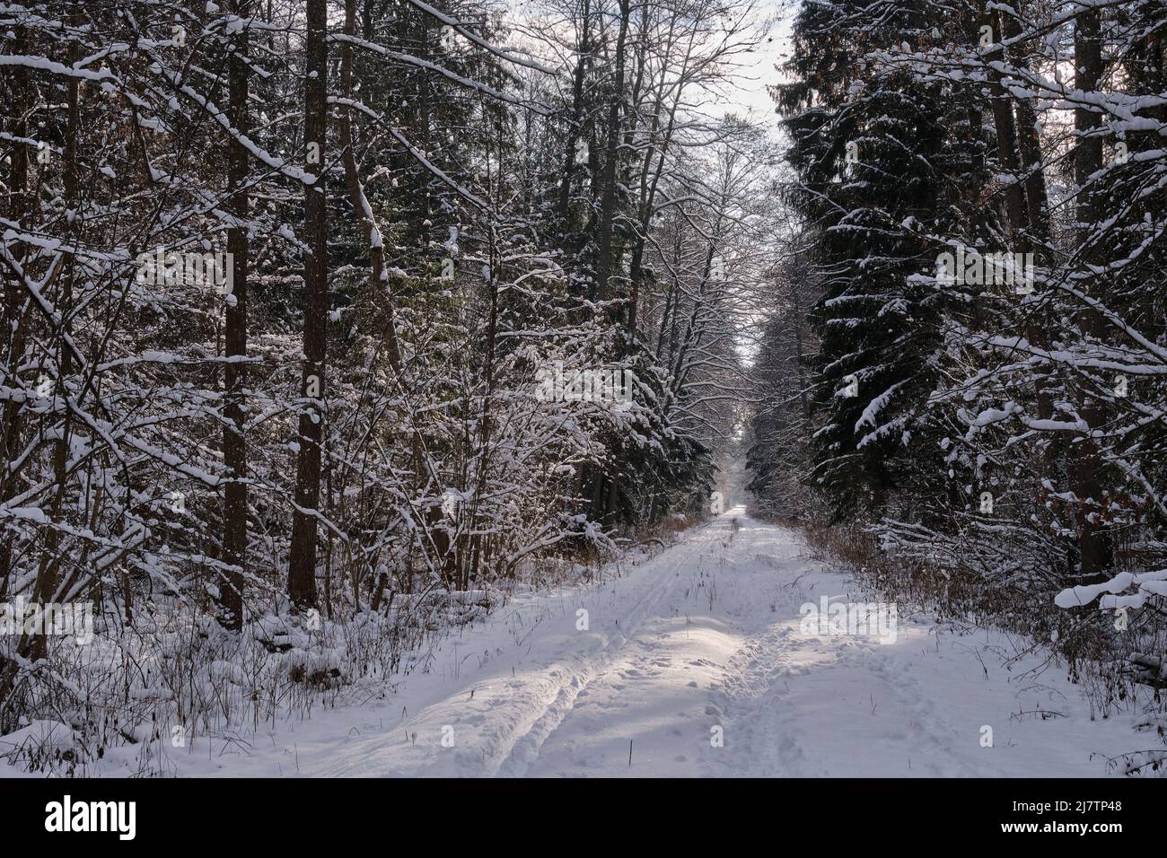 Wintertime landscape of snowy deciduous stand with road across ...